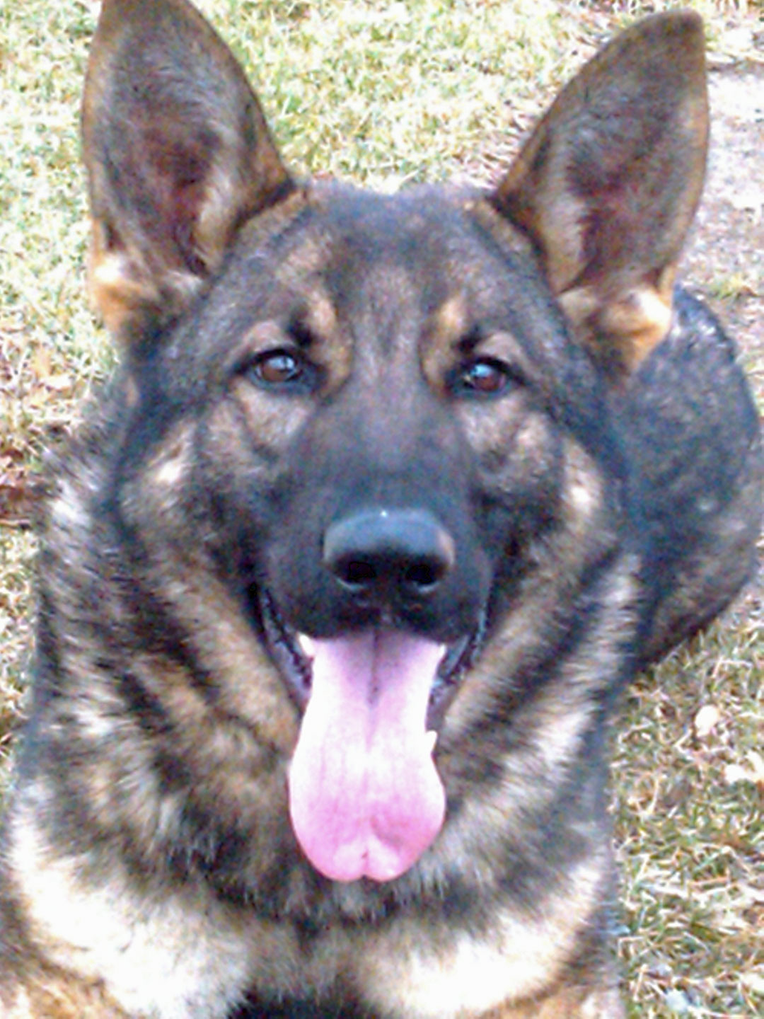 Euro-AmericanK9 - euro-americank9.com